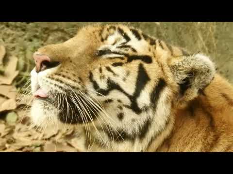 The Majestic World of Tigers: A Deep Dive.