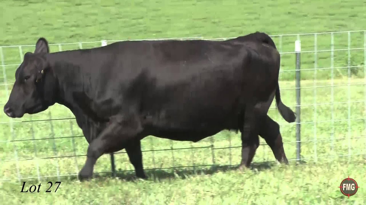 Conley Angus Lot 27 - YouTube