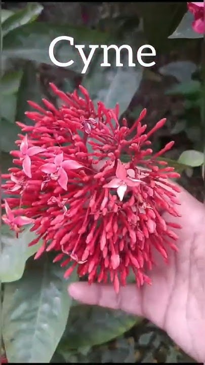 Learn cyme Inflorenscence #dicot#family#biology#class12#morphology of floweringplant#exam# ...