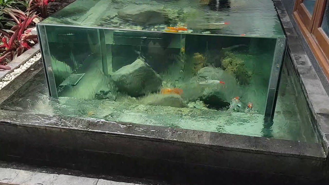 Ikannya Senang, Empunya Juga (Beautiful Vertical Koi Aquarium) - YouTube