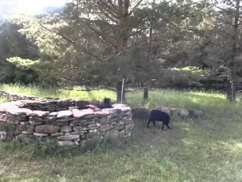 Estonian native sheep lambs playing - YouTube