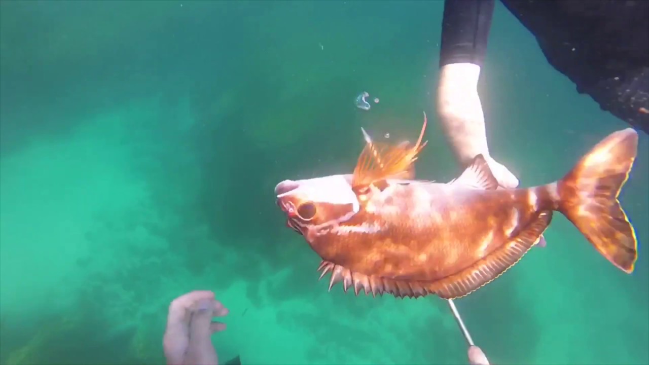 Catch and Cook series Ep. 2 ~ Spearfishing HUGE Red Morwong South Coast ...