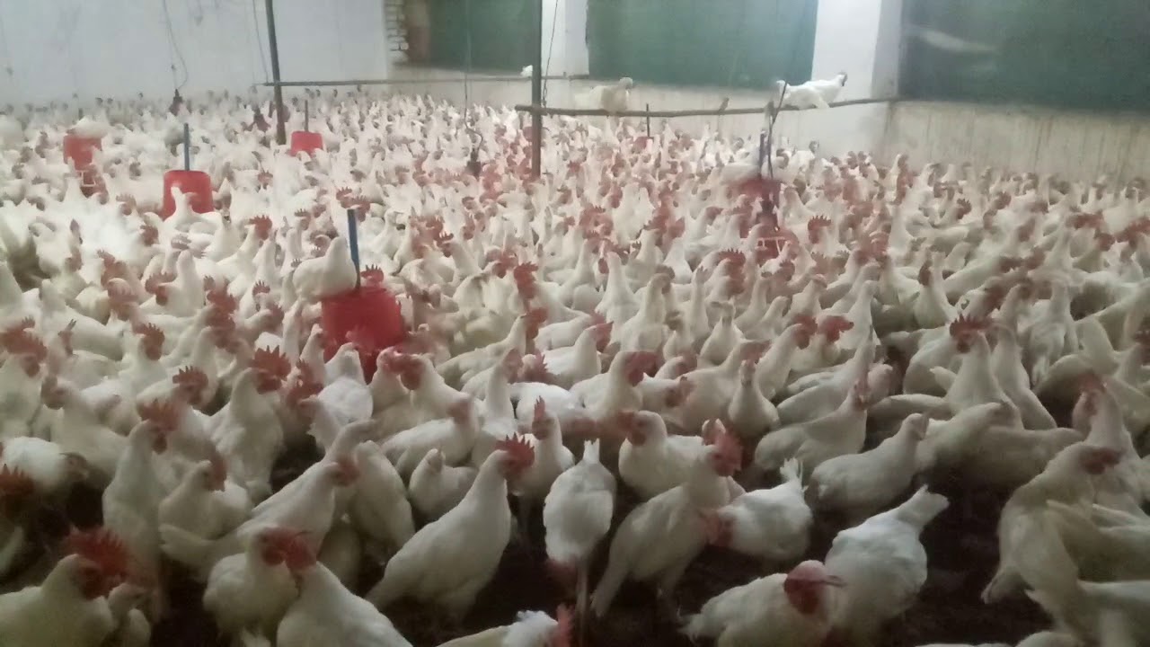Sk poultry... - YouTube