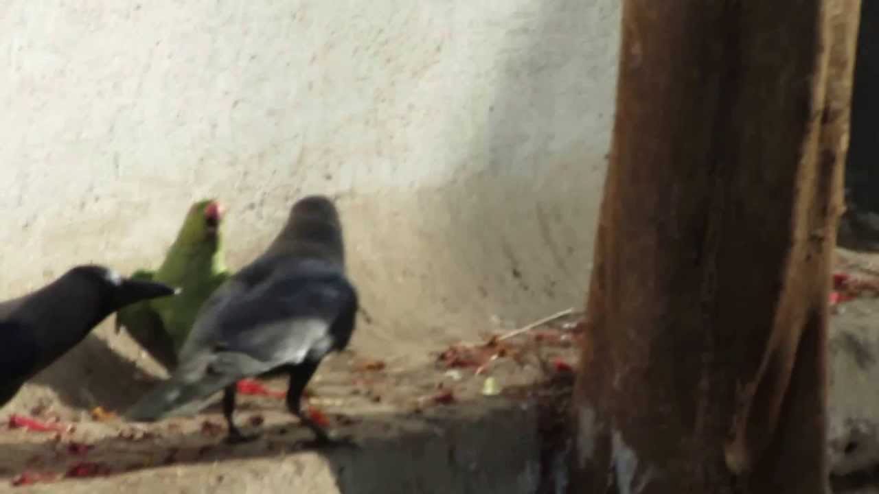 Crow and Parrot Fighting - YouTube