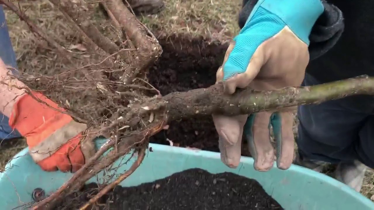 Our groud is all ROCK! Planting trees in poor soil - YouTube