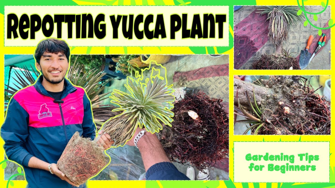 युक्का पौधे की रिपोटिंग का आसान तरीका/How to repot a yucca plant - YouTube