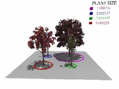 Modeling And Visualization Of Symmetric And Asymmetric Plant ...