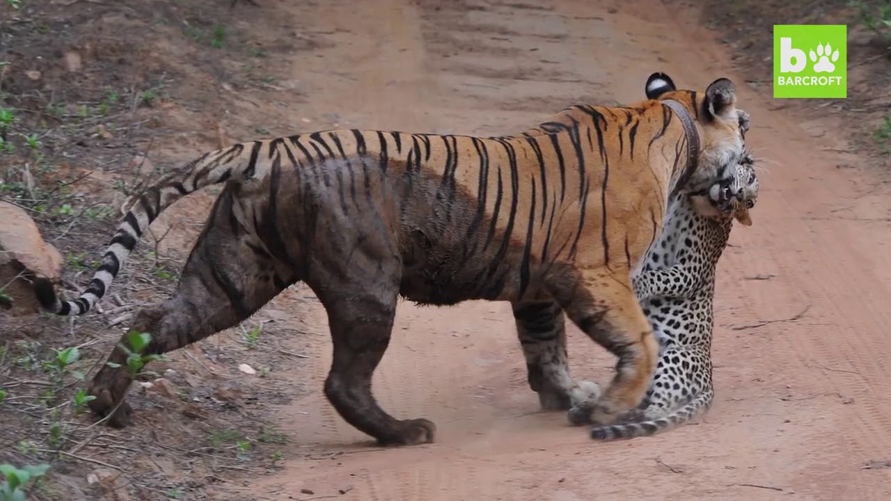 Bengal Tiger Attacks Leopard - YouTube