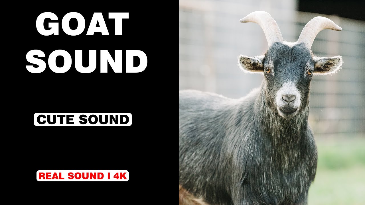 Real Goat Sounds | High Quality | Cute Goat Experience! | 4K - YouTube