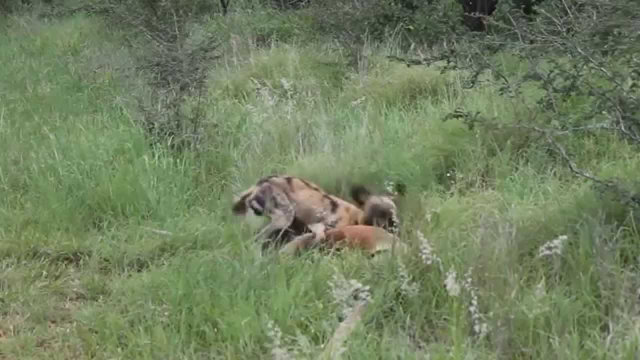 Darting of an African Wild Dog - YouTube