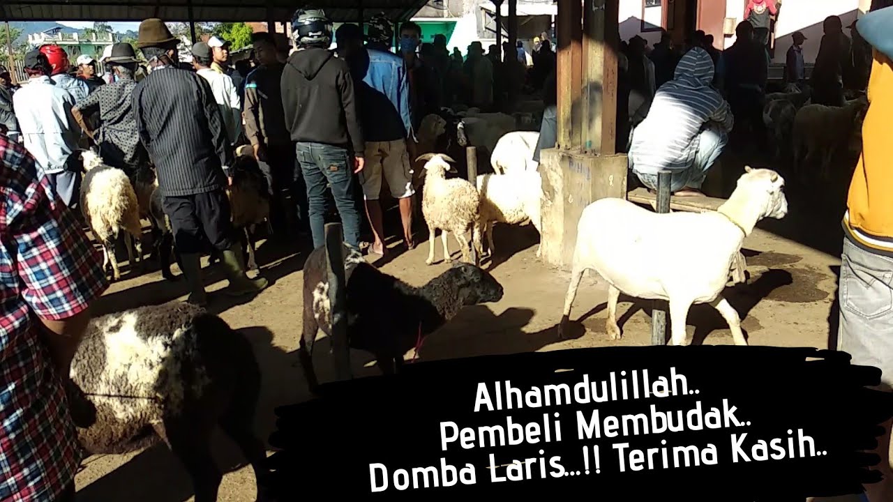 Rekomendasi Harga Domba Garut Pasar Andir Garut ( 4/5/2020 ) - YouTube