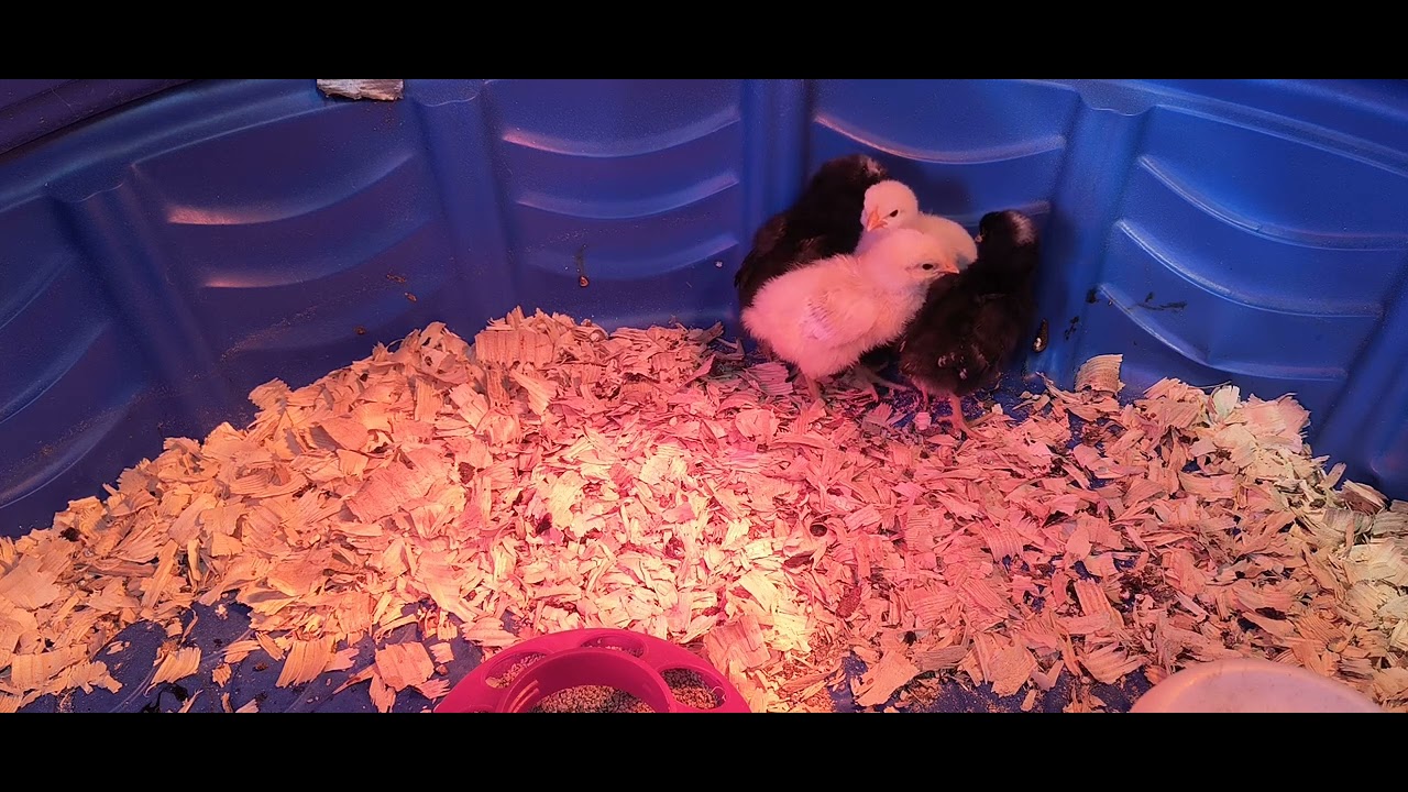 Brooding baby chicks! Series 1, day 8. Look at them growing! super cute ...
