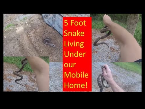 5 FOOT SNAKE Living Under our Mobile Home! - YouTube