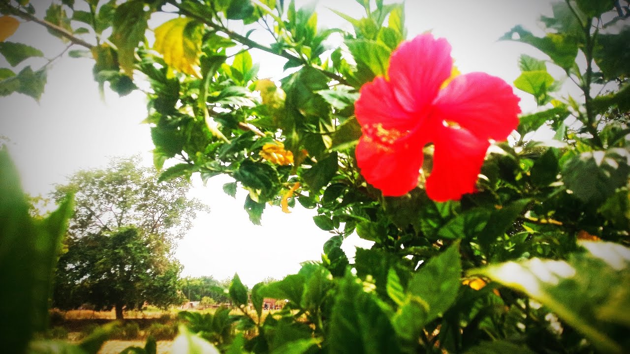 Gudahal (Hibiscus) ka phool #vlog #trees #vlog - YouTube
