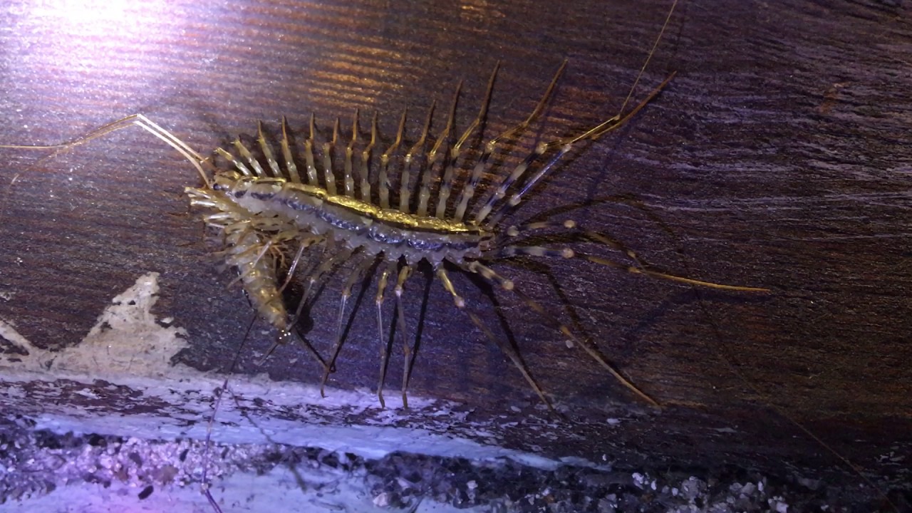 Scutigera Coleoptera Eating - YouTube