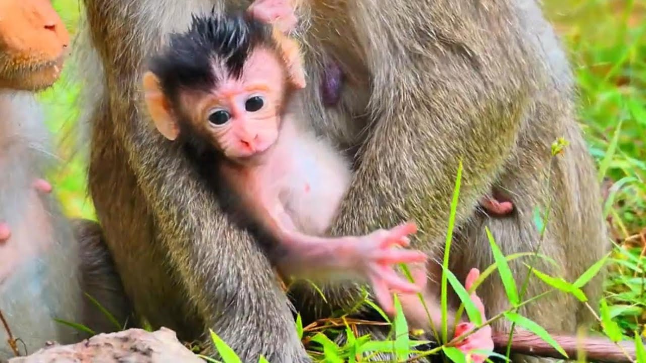 Very Nice Active Best Newborn Baby Monkey Can't Go Far A Way From The Monkey Monkey. - YouTube