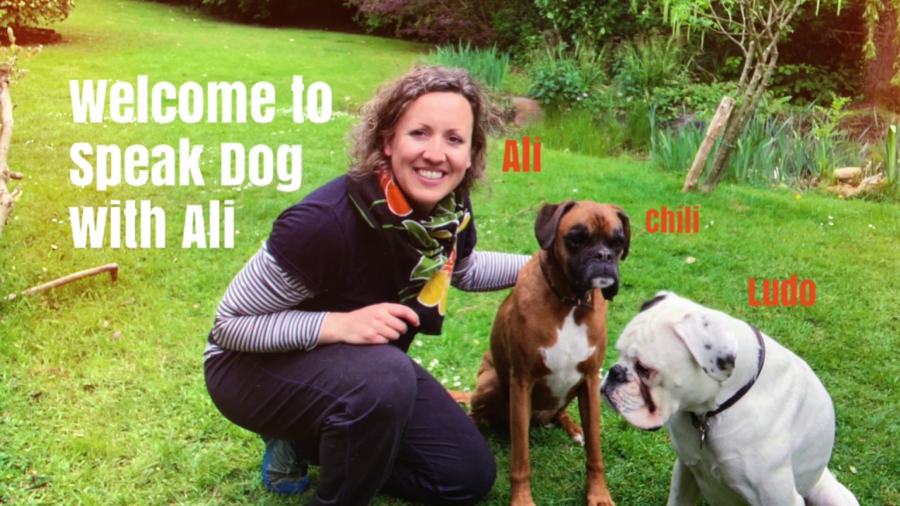 Welcome to Speak Dog with Ali - YouTube