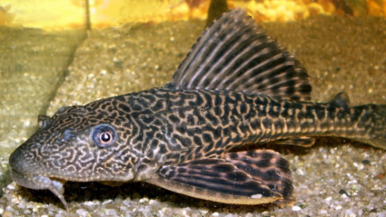 monster pleco fish 🤯🐠||6 months old pleco🐠😍 - YouTube