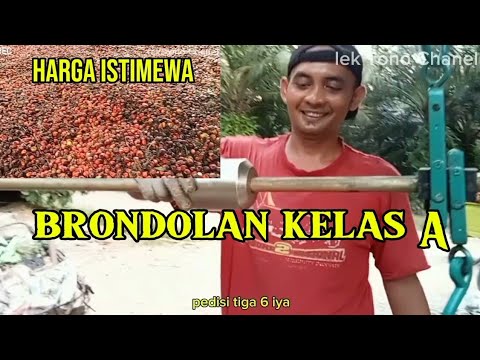 brondolan kelas A harga istimewa - YouTube