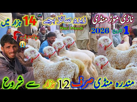 1 February 2026 punjab pakistan ki badi Mundra chatra mandi update ناڑی موڑ منڈی visit 0313,3502828 