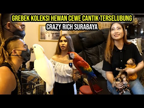 GREBEK KOLEKSI HEWAN MILYARAN CEWE CRAZY RICH SURABAYA TERSELUBUNG DI DALEM RUMAH !!