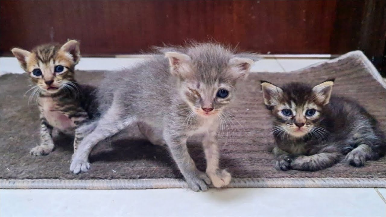 Poor Little Kitten Again!!! - YouTube