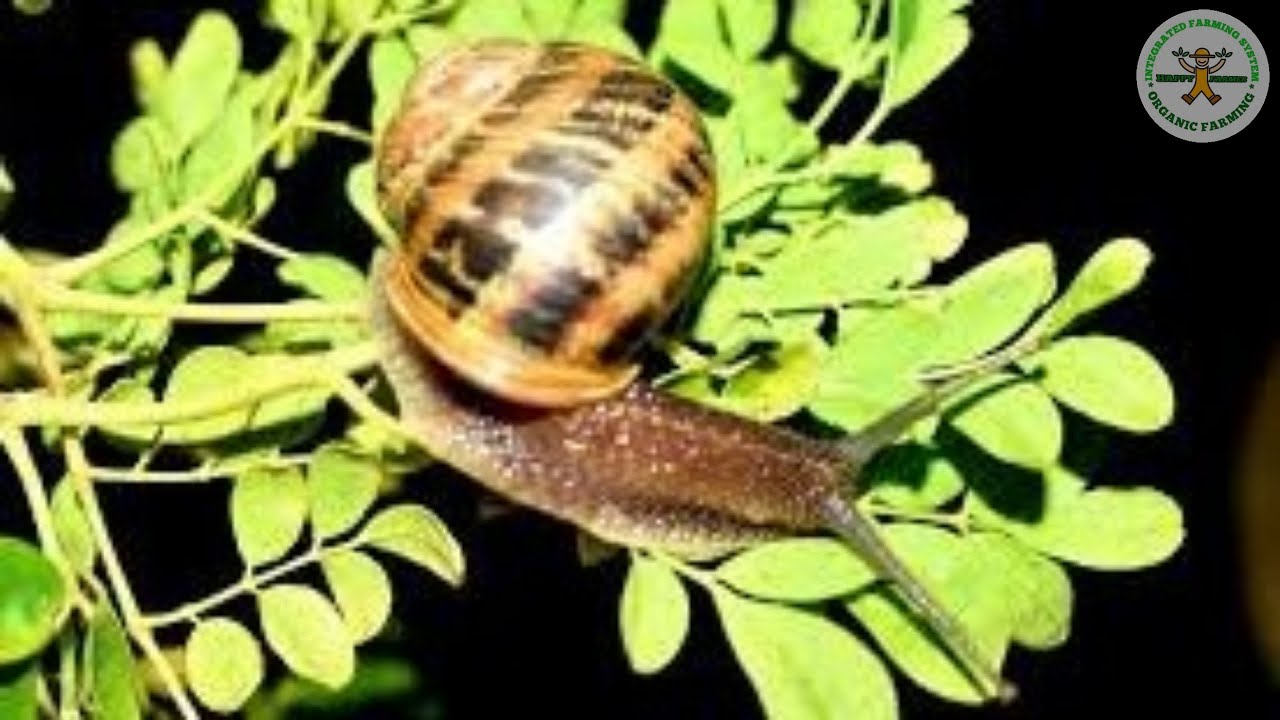 Part1 Moringa-Fed Golden Kuhol To Boost Organic Farming | Natural ...