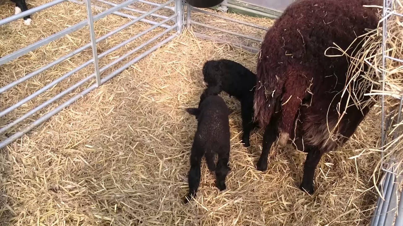 Lambing: 'The Triplet Problem' - YouTube