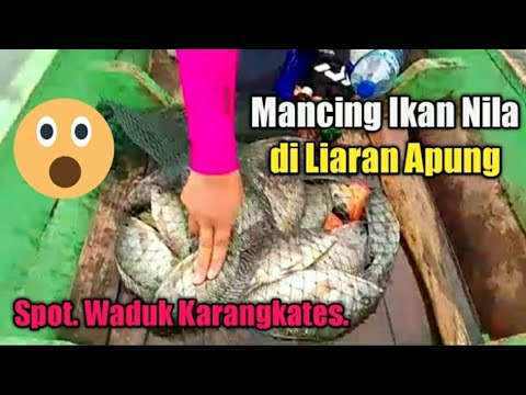 Mancing Ikan Nila liar dapat banyak sampai kewalahan#ladyangler#mancingcantik#mancingambyarterbaru