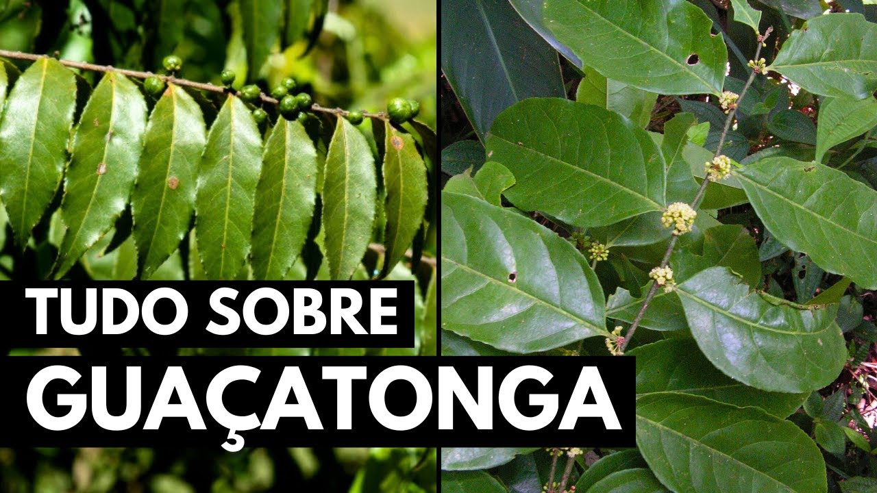 GUAÇATONGA CURA FERIDAS NA PELE! – O PODER DA PLANTA USADA PELOS ÍNDIOS ...