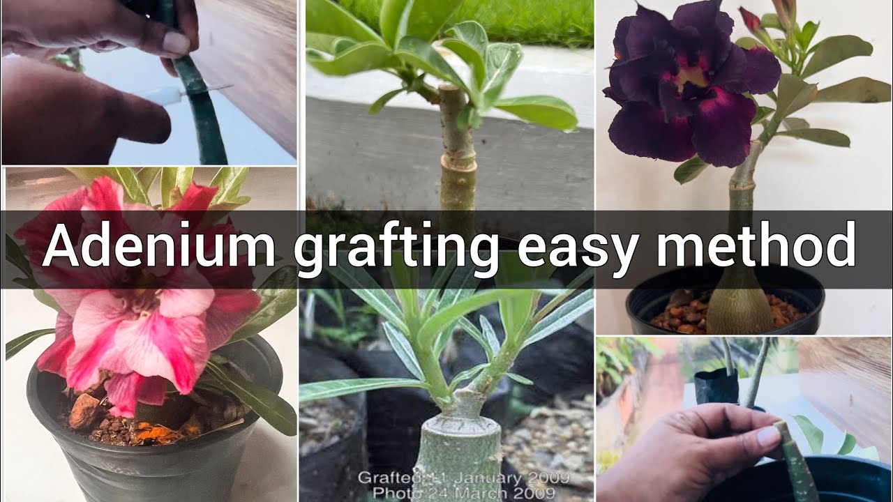 Adenium grafting easy and simple method | അഡീനിയം ഗ്രാഫ്റ്റിംഗ് ...