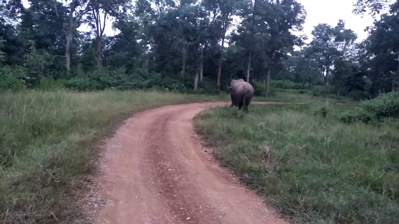 Big Elephants in betla national park deep forest - YouTube