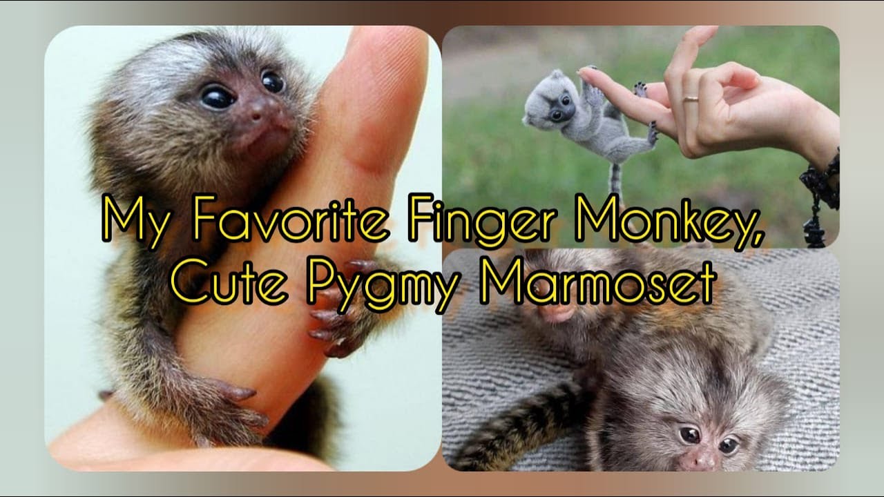 The Cutest and Smallest Monkey, Finger Monkey, Pygmy Marmoset | Amazing ...