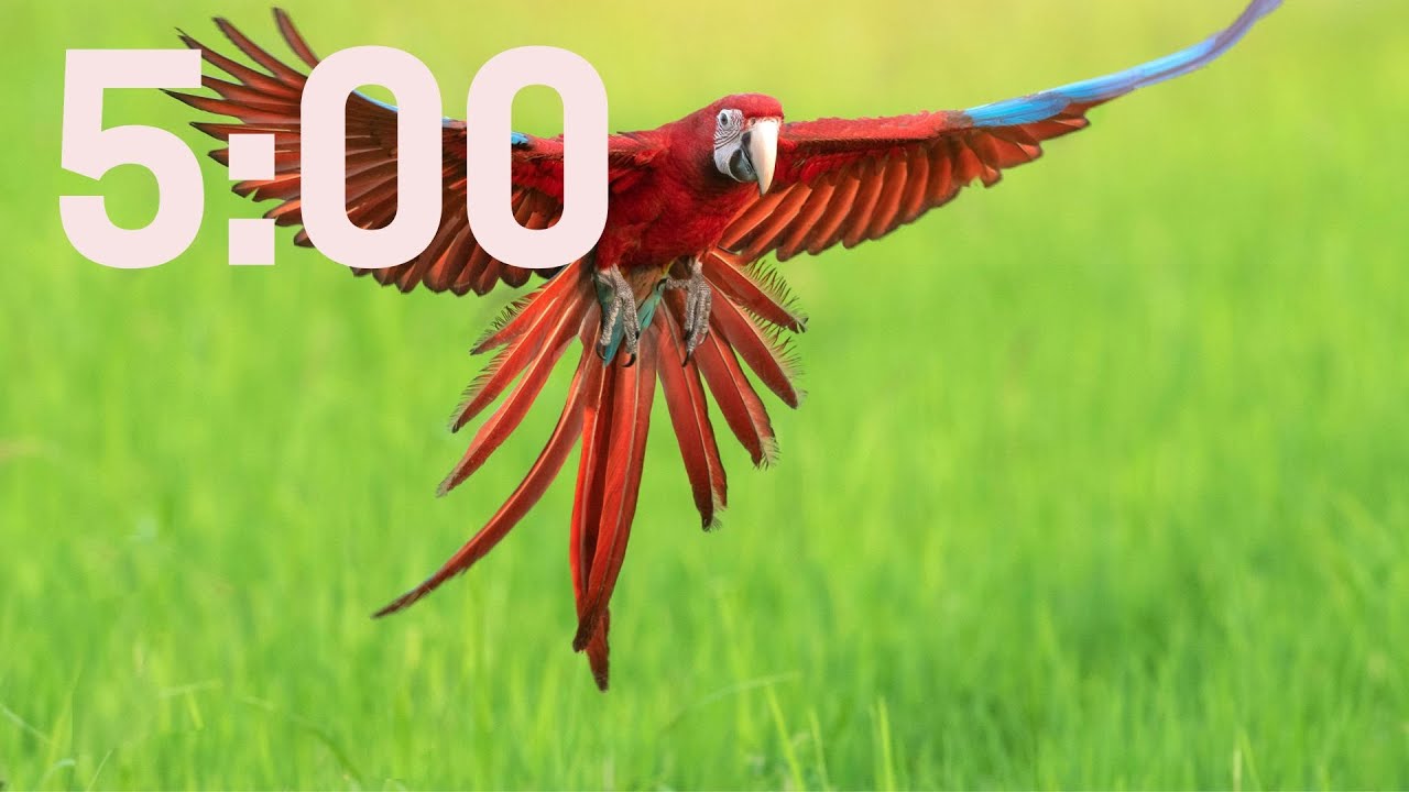 Parrot Timer | 5 Minute Bird Timer | Bird Timer with Music and Bird ...
