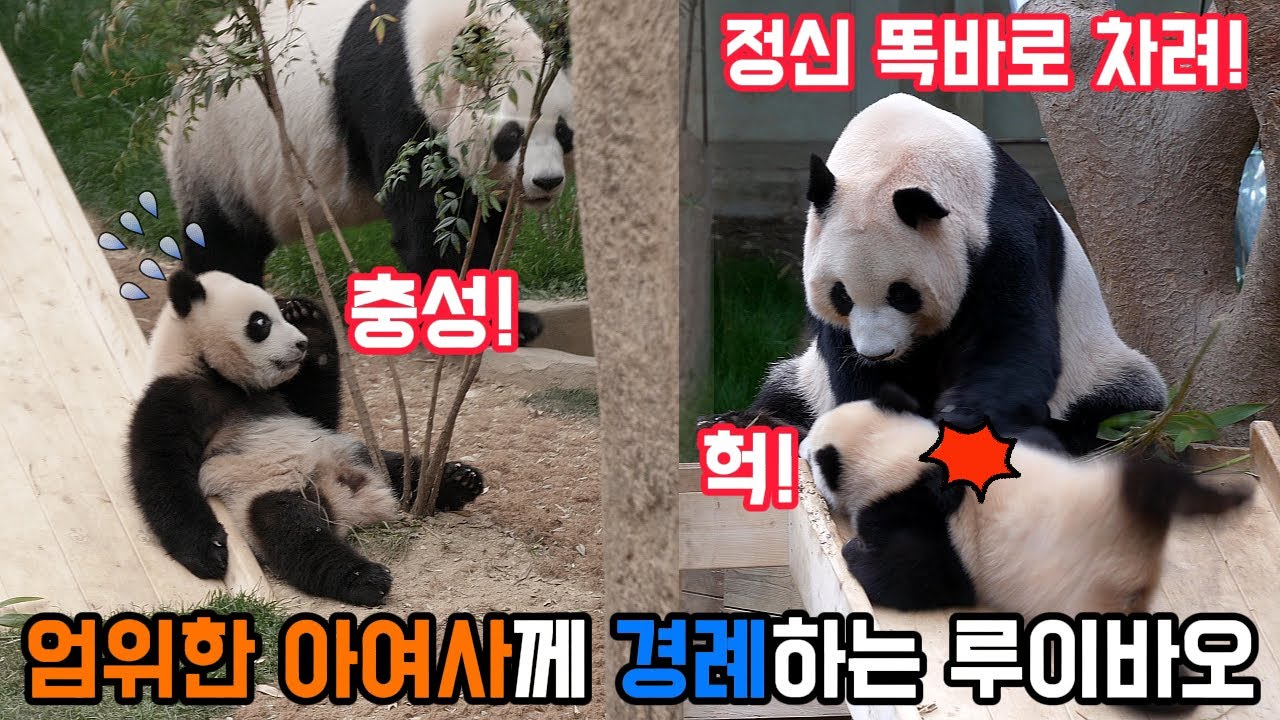 엄마 아이바오에게 경례하는 루이바오🐼 사람과 똑 같이 해요 너무 귀여워 후이바오는 아빠 구두닦이 알바를 했는데😍배경음악은 없어요 푸바오러바오아이바오루이바오