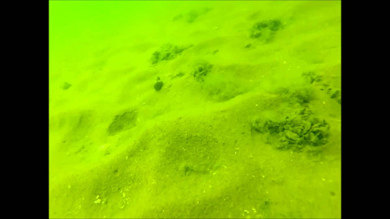 Coreyon reef 43 44 097 83 40 803 - YouTube