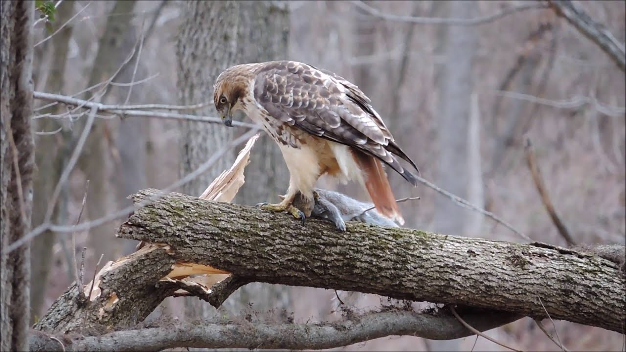 Red -Tailed Hawk with a Squirrel kill - YouTube