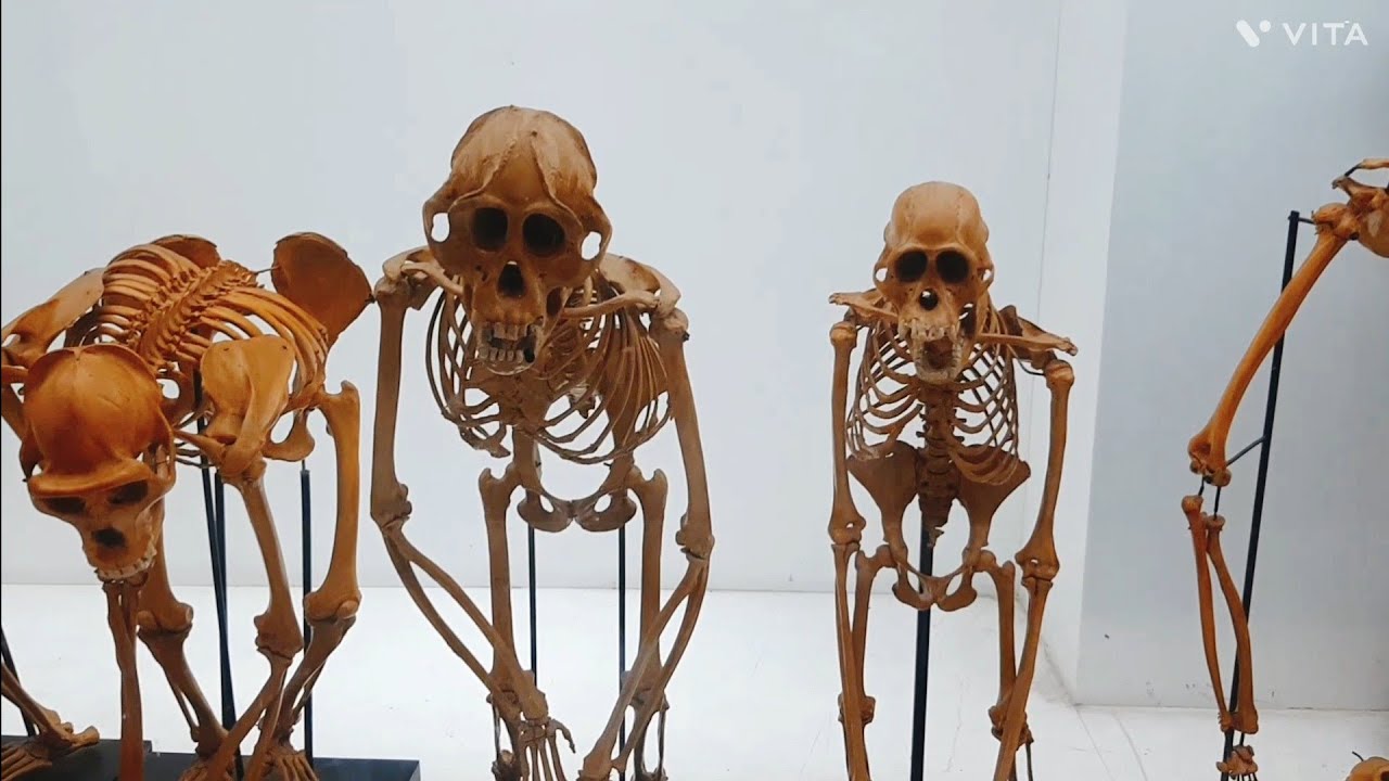 জাদু ঘর (KOLKATA INDIAN MUSEUM JADU GHAR) PART 1 - YouTube