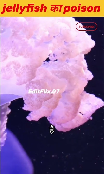 Jellyfish se bhara pool😨😨 #shorts #facts #relatabe #school #unknownfacts - YouTube