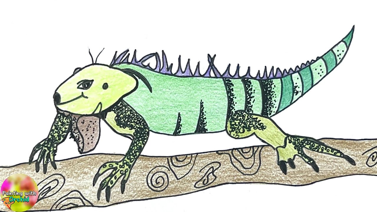 How to draw an iguana? 🦎 Làm thế nào để vẽ một con kỳ nhông? Bir iguana ...