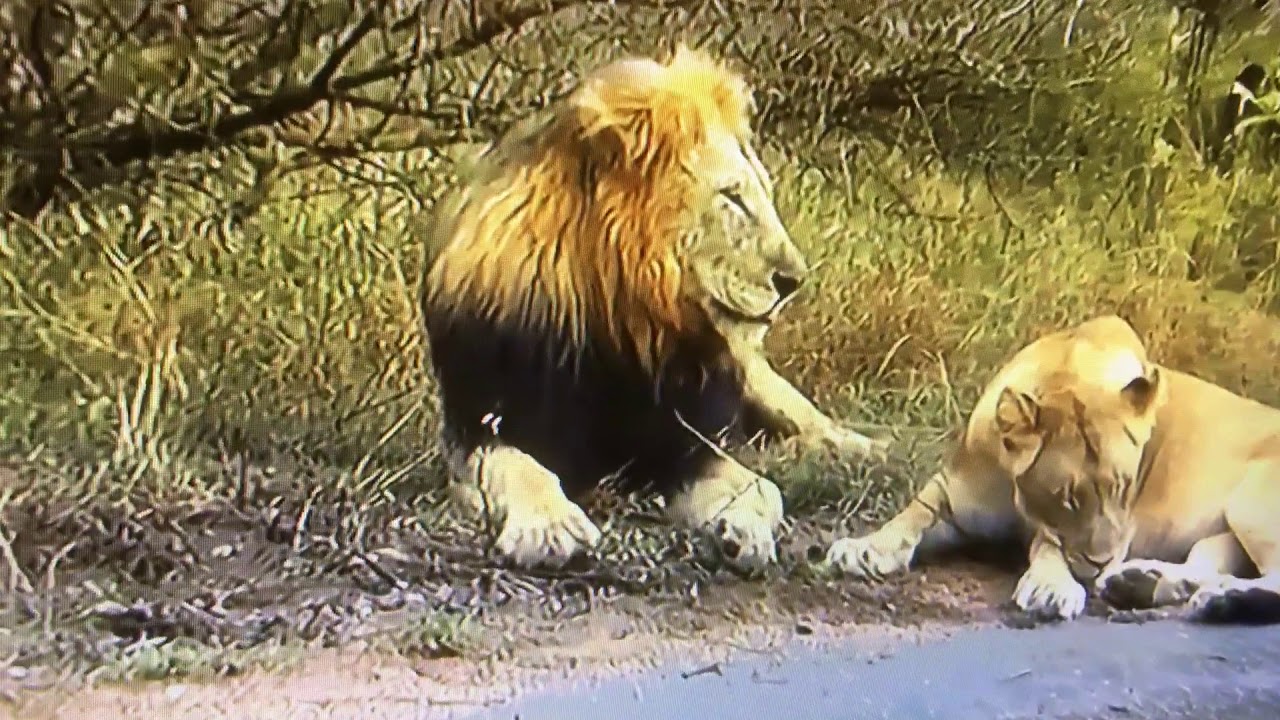 Big Cat Diary episode 1 part 3 - YouTube