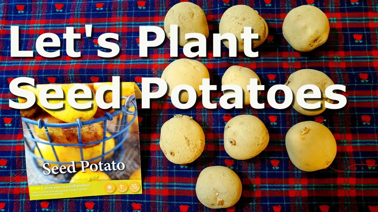 Planting Seed Potatoes Youtube
