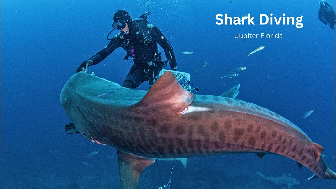 Juvenile Tiger Shark | West Palm Beach: #jupiterflorida #tigershark # ...