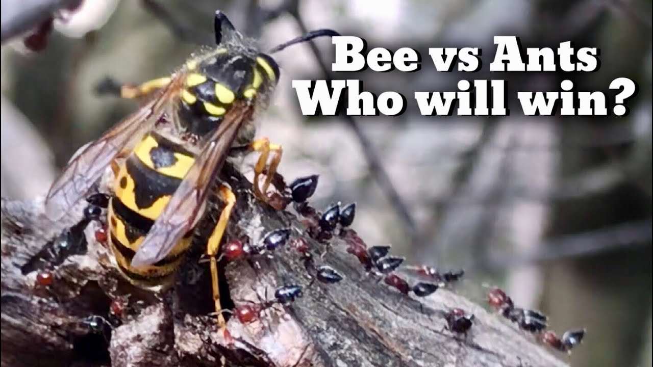 Wasp vs ants who will win? - YouTube