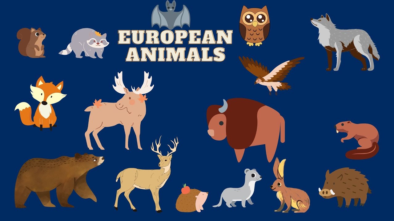 European animals ENGLISH for kids - YouTube