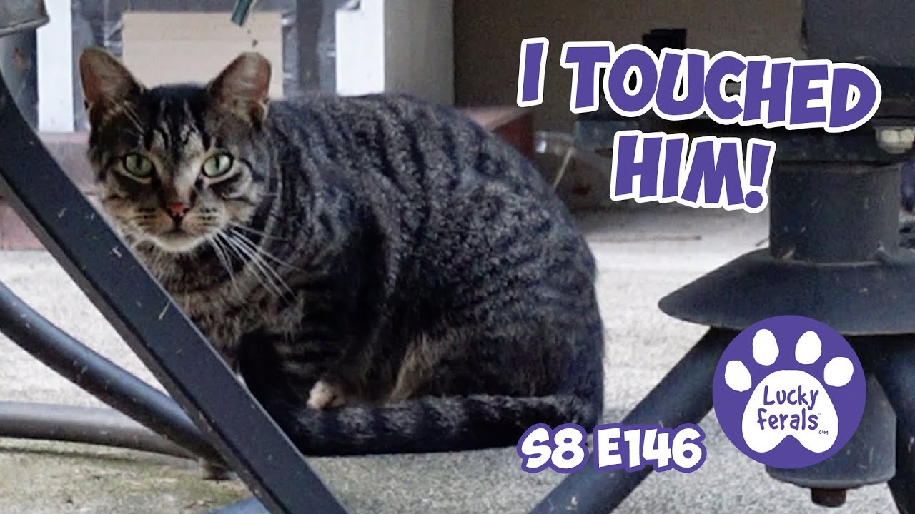 Humidity Flea Control, Touching A Feral Cat, New Kicker Toys For 9 Cats ...