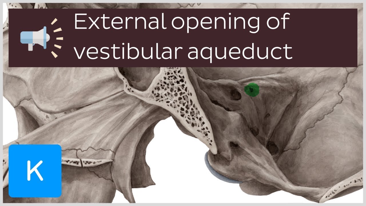 External opening of vestibular aqueduct | Anatomical Terms ...