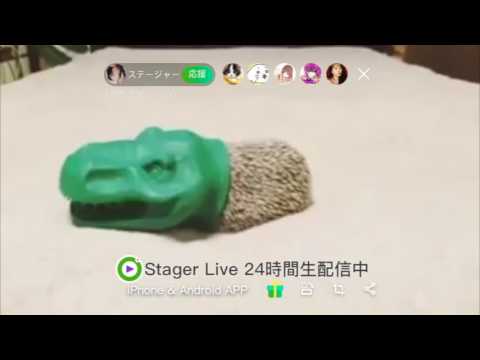 ハリネズミ💕そしてワニになる😊 StagerLive （ステージャー ライブ）Stager Live - YouTube