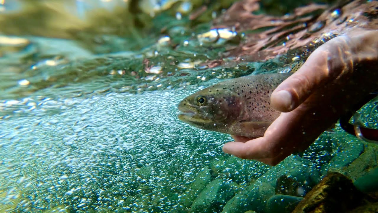 New Brunswick river fishing - Trout - YouTube