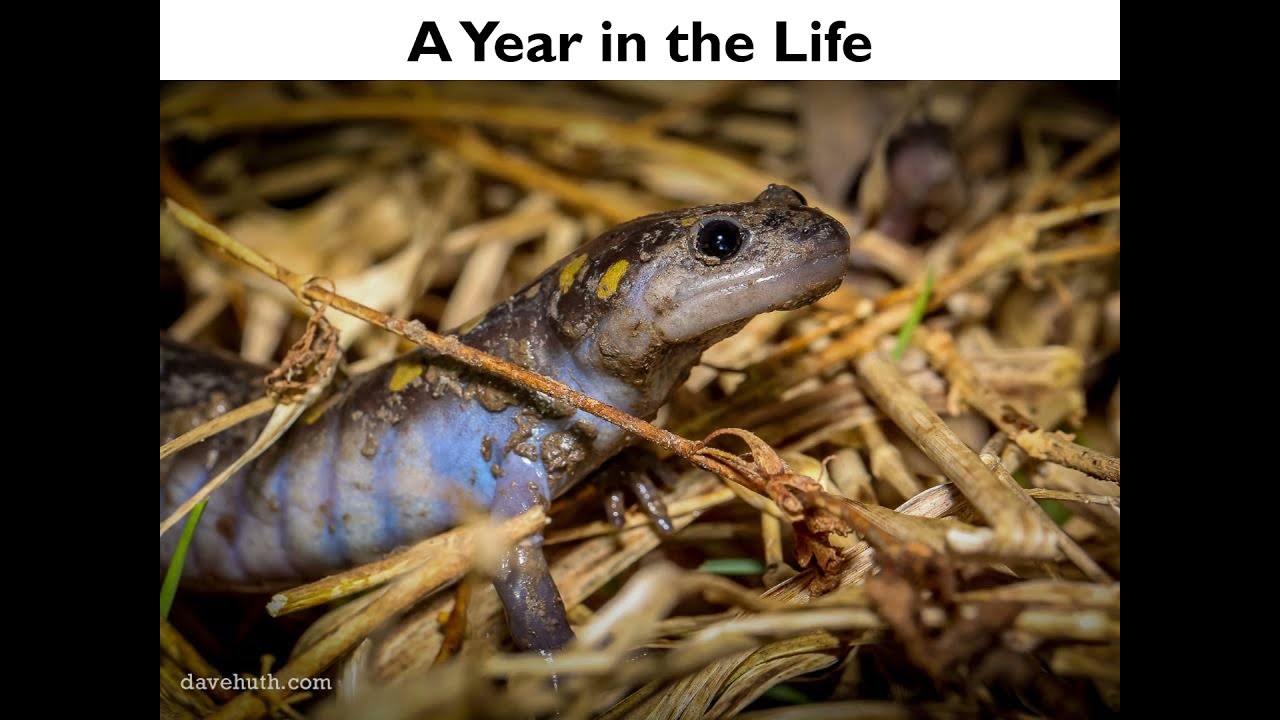 Salamander Crossing Brigade Volunteer Training: Amphibian Ecology ...
